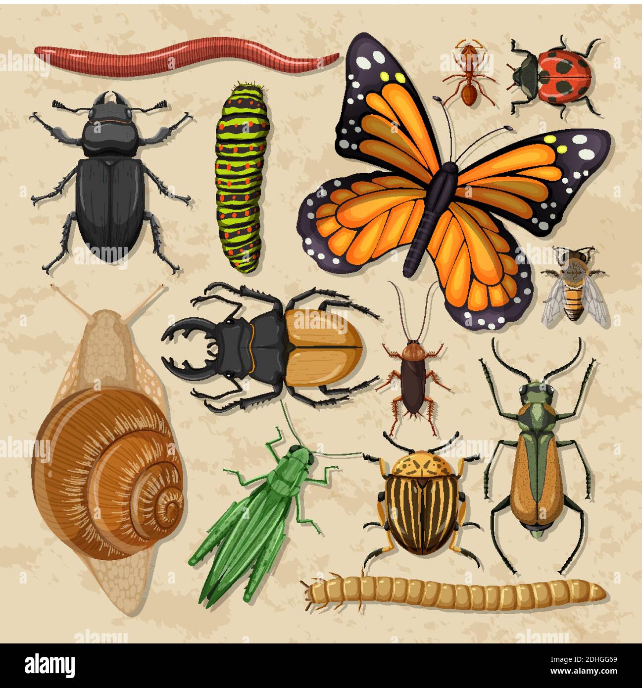 Set of different insects on wooden wallpaper background illustration ...