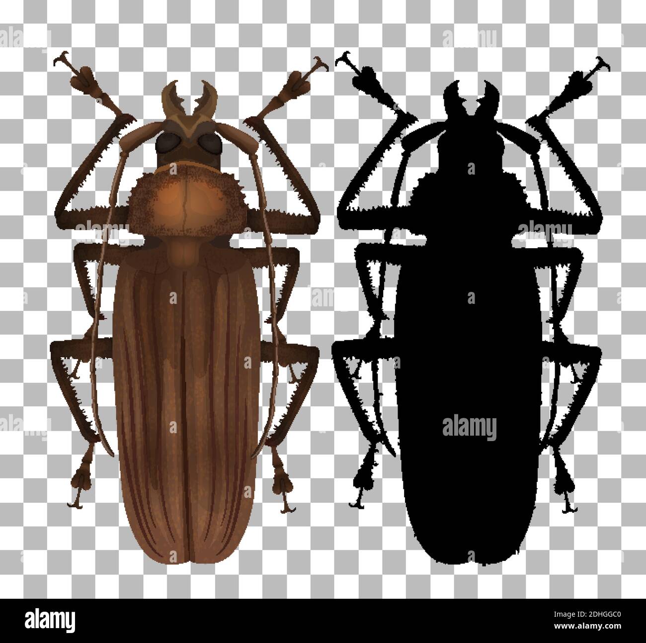 Titanus giganteus on transparent background illustration Stock Vector ...