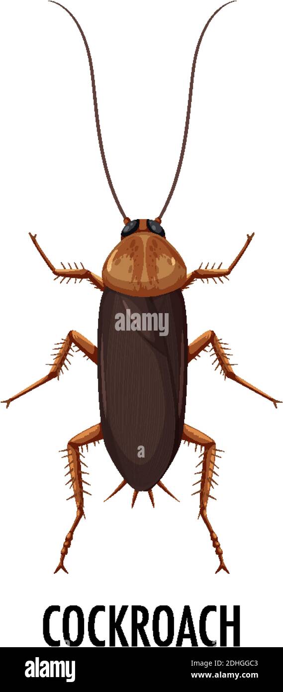 Cockroach isolated on white background illustration Stock Vector Image ...