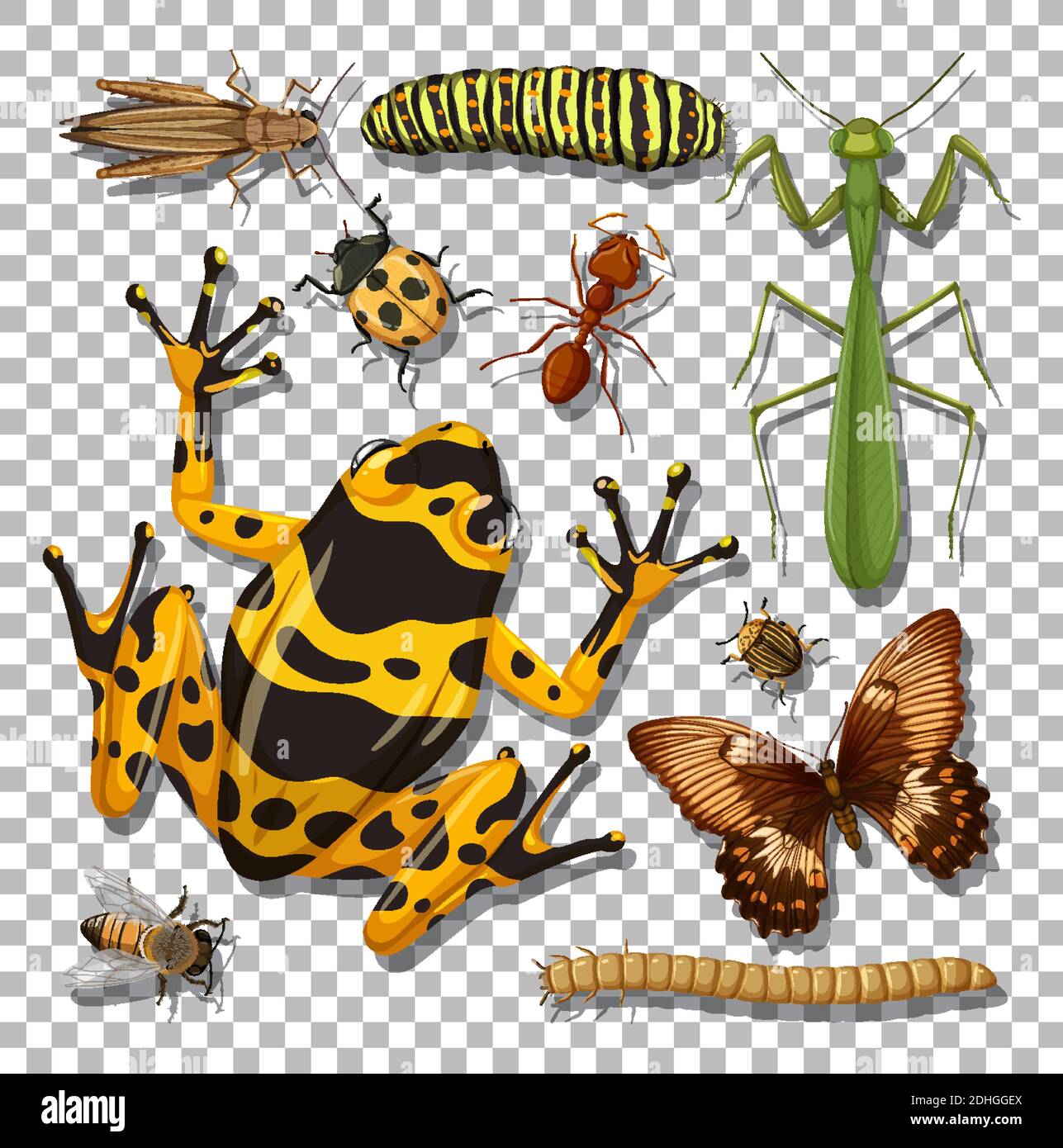 Set of different insects on transparent background illustration Stock ...