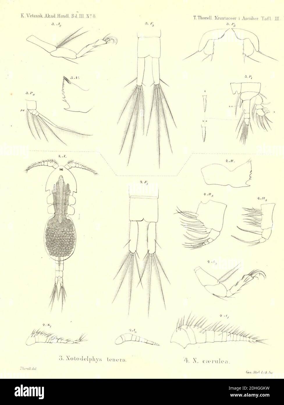 Kungl hi-res stock photography and images - Alamy