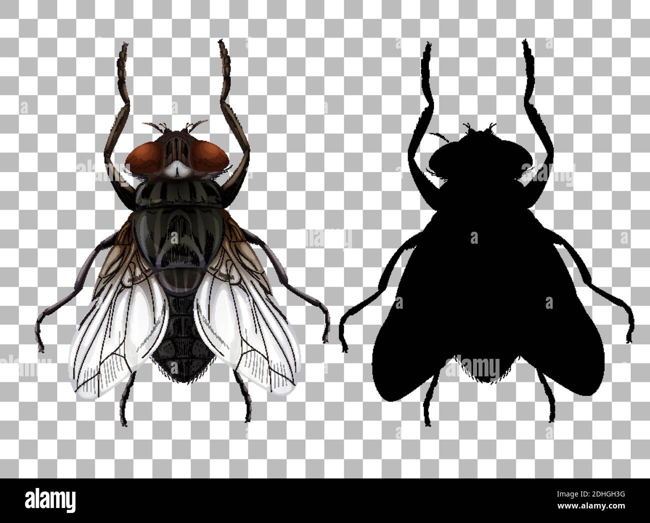 Fly on transparent background illustration Stock Vector Image & Art - Alamy
