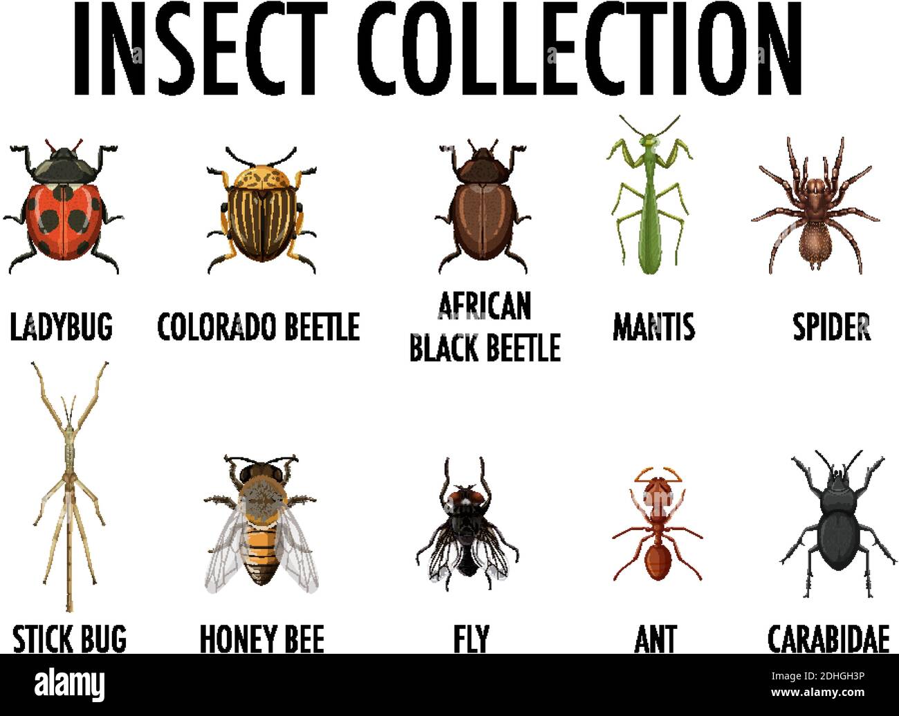 Insect collection isolated on white background illustration Stock ...