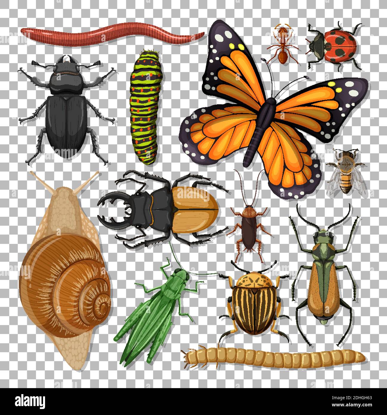 Set of different insects on transparent background illustration Stock ...