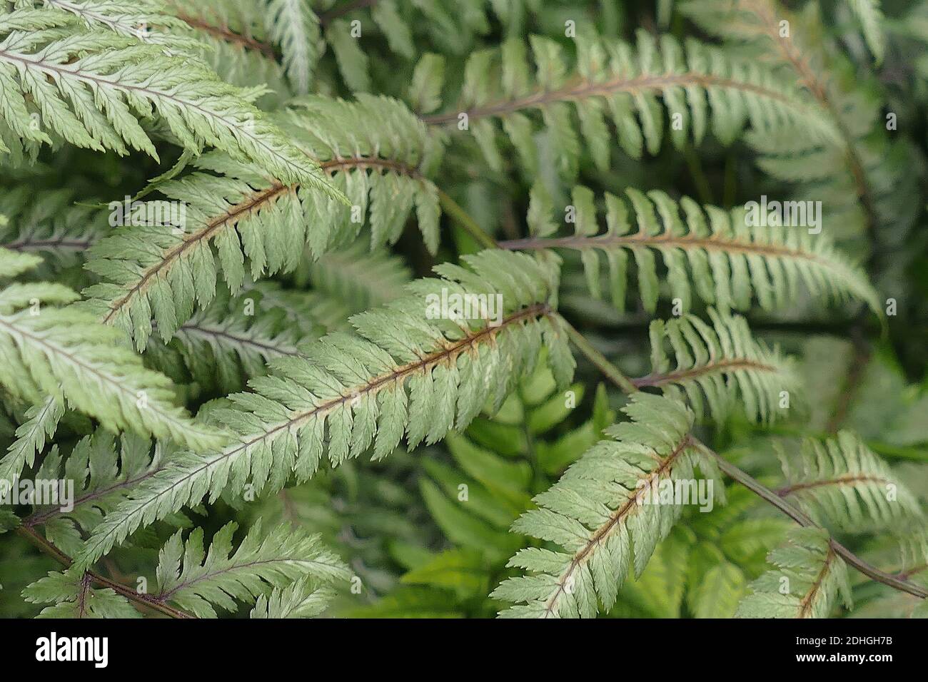 A closeup shot of fronds of variegated green ferns in a Seattle garden ...