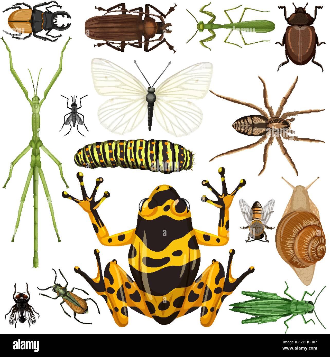 Set of different insects on white background illustration Stock Vector ...
