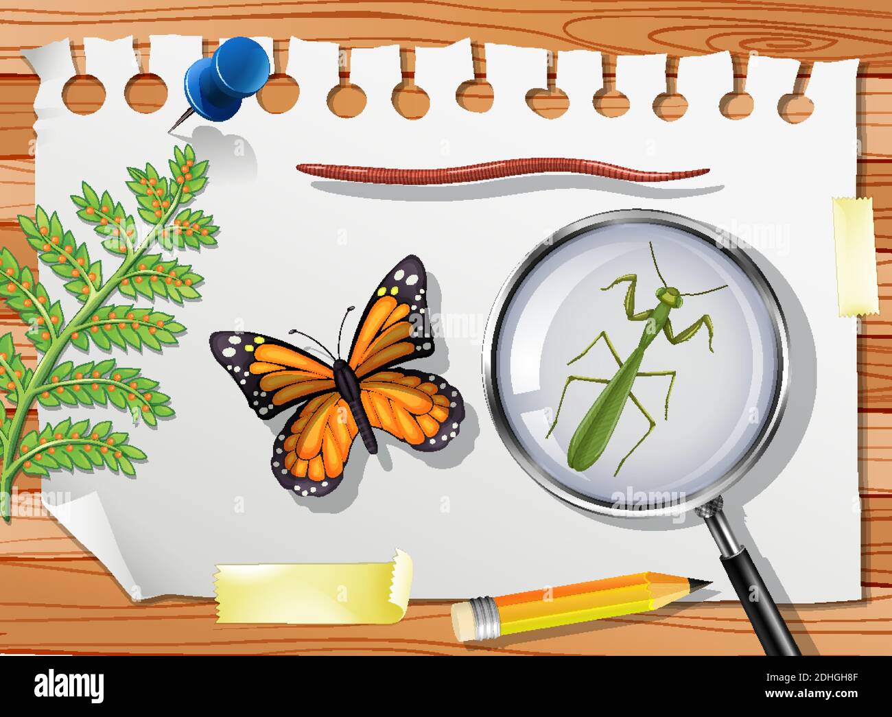 Butterfly with mantis and magnifying glass on table close up ...