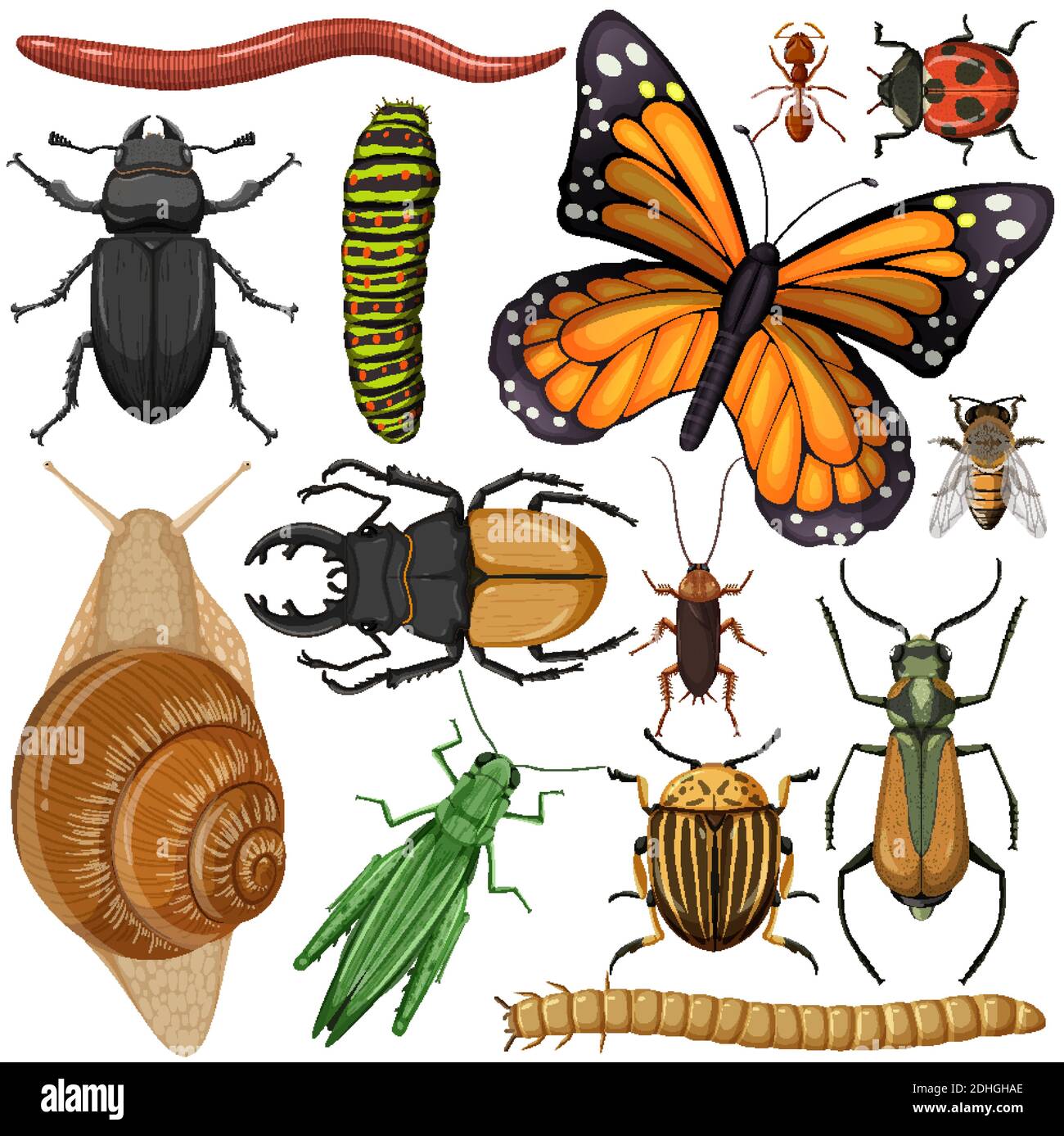 Set of different insects on white background illustration Stock Vector ...