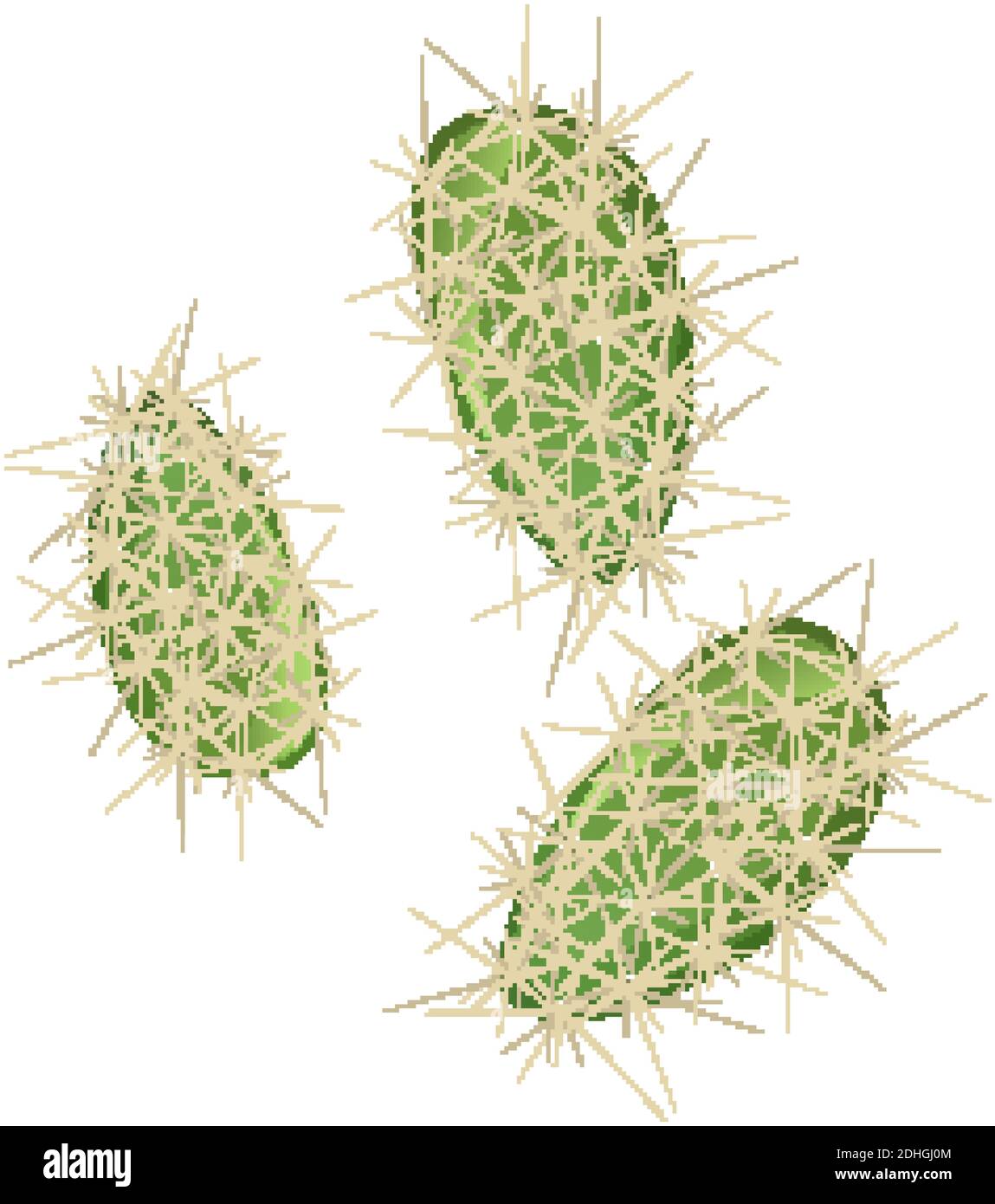 Jumping Cholla isolated on white background illustration Stock Vector ...