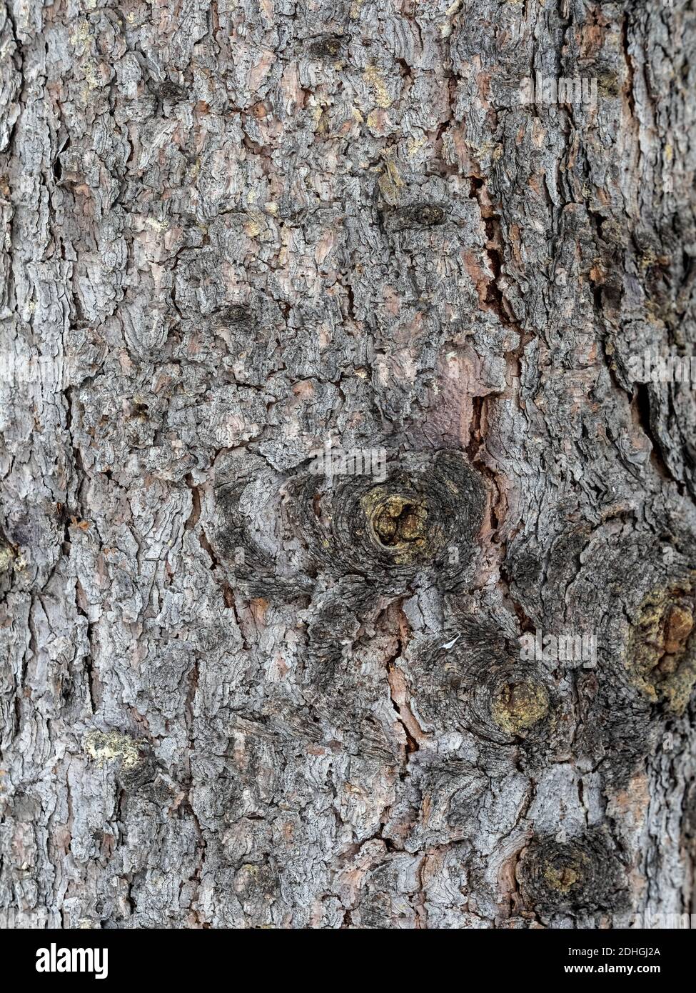 Bark texture and background of a old fir tree trunk. Detailed bark ...