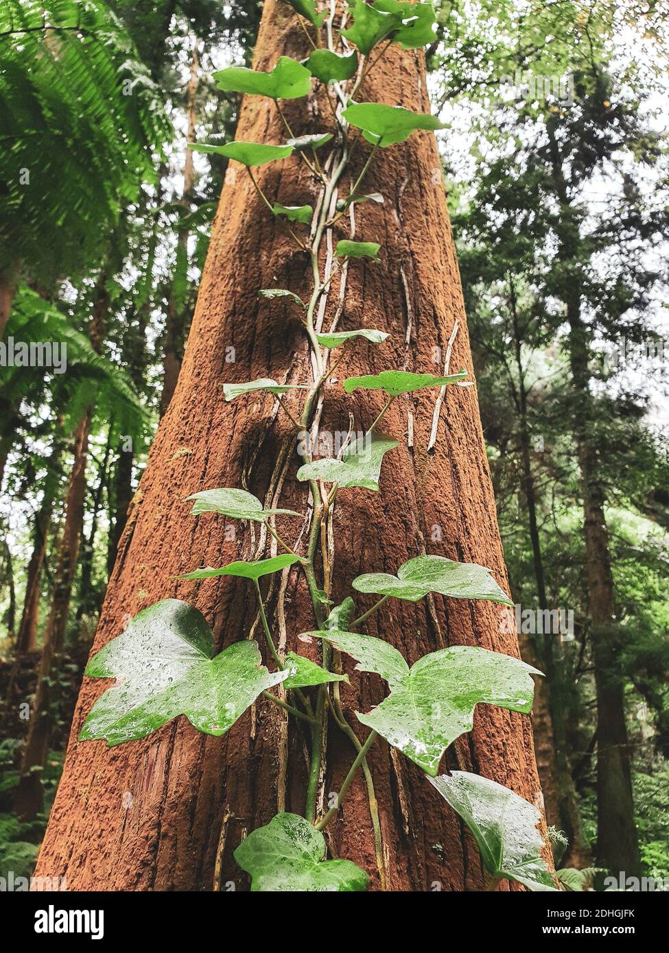 A vertical low angle shot of creeping plant on tree trunk Stock Photo ...