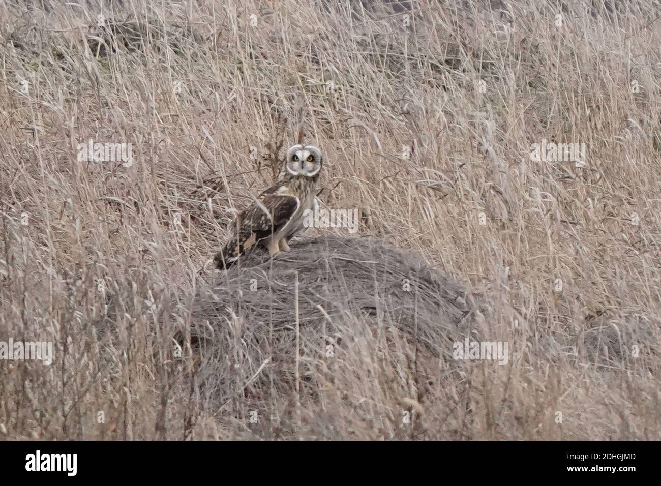 Short Eared owls in flight over hay field hunting Stock Photo - Alamy