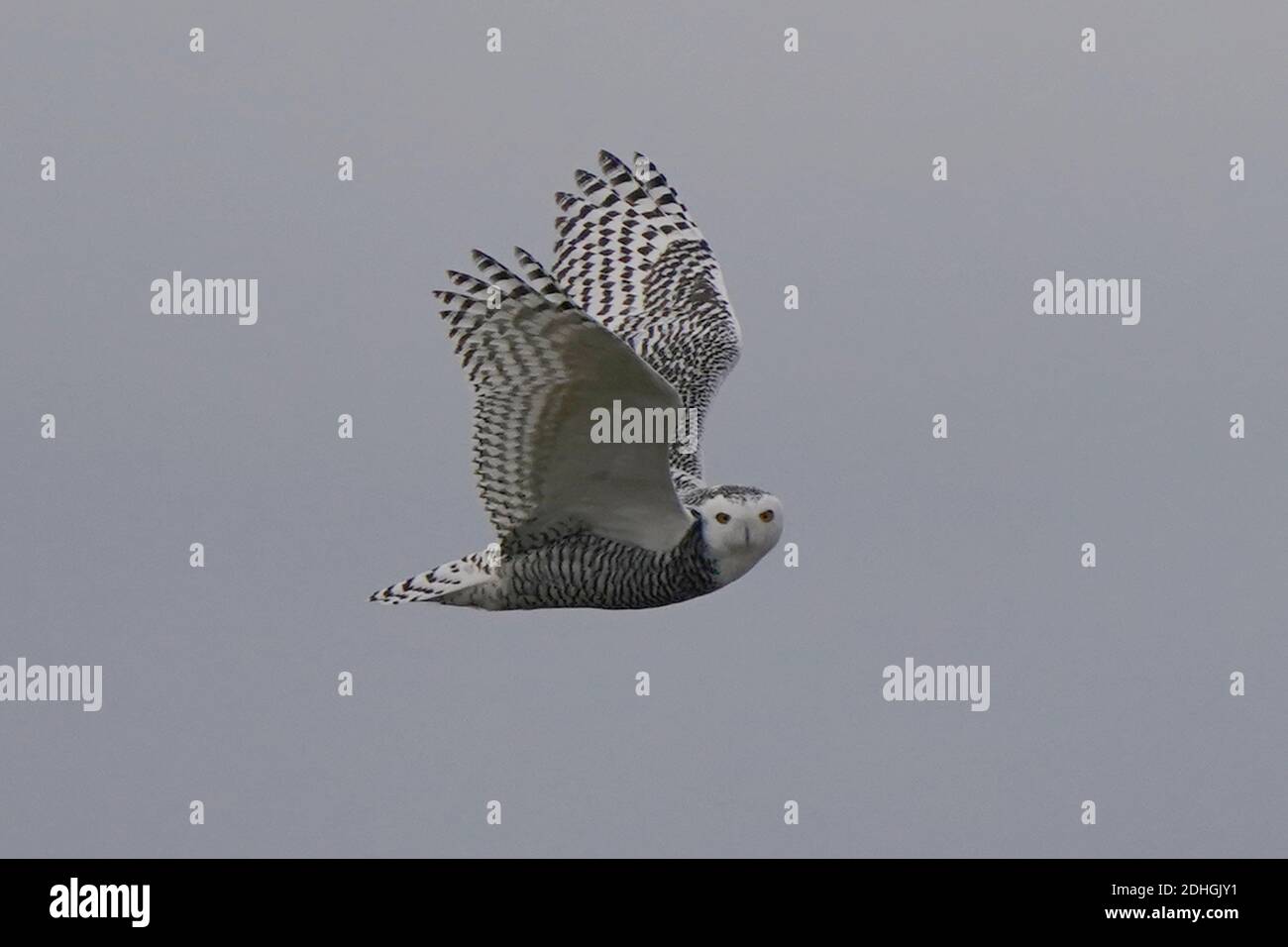 Species of owl native to arctic hi-res stock photography and images - Alamy