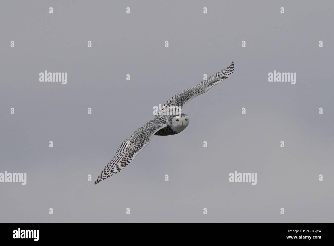 White owl tips hi-res stock photography and images - Alamy