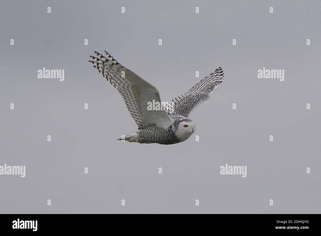 Species of owl native to arctic hi-res stock photography and images - Alamy