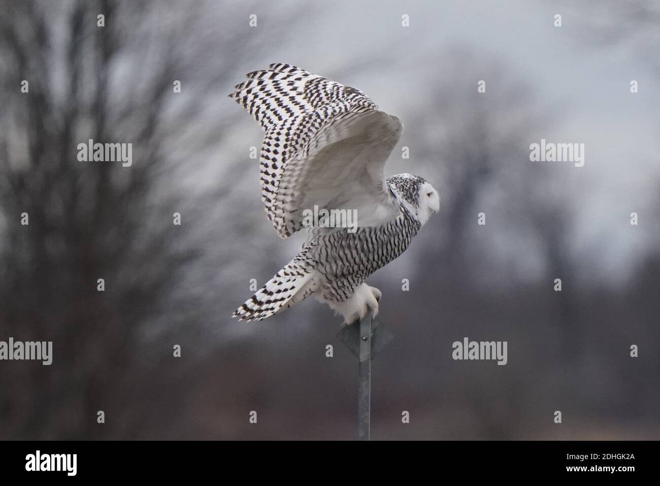 Species of owl native to arctic hi-res stock photography and images - Alamy