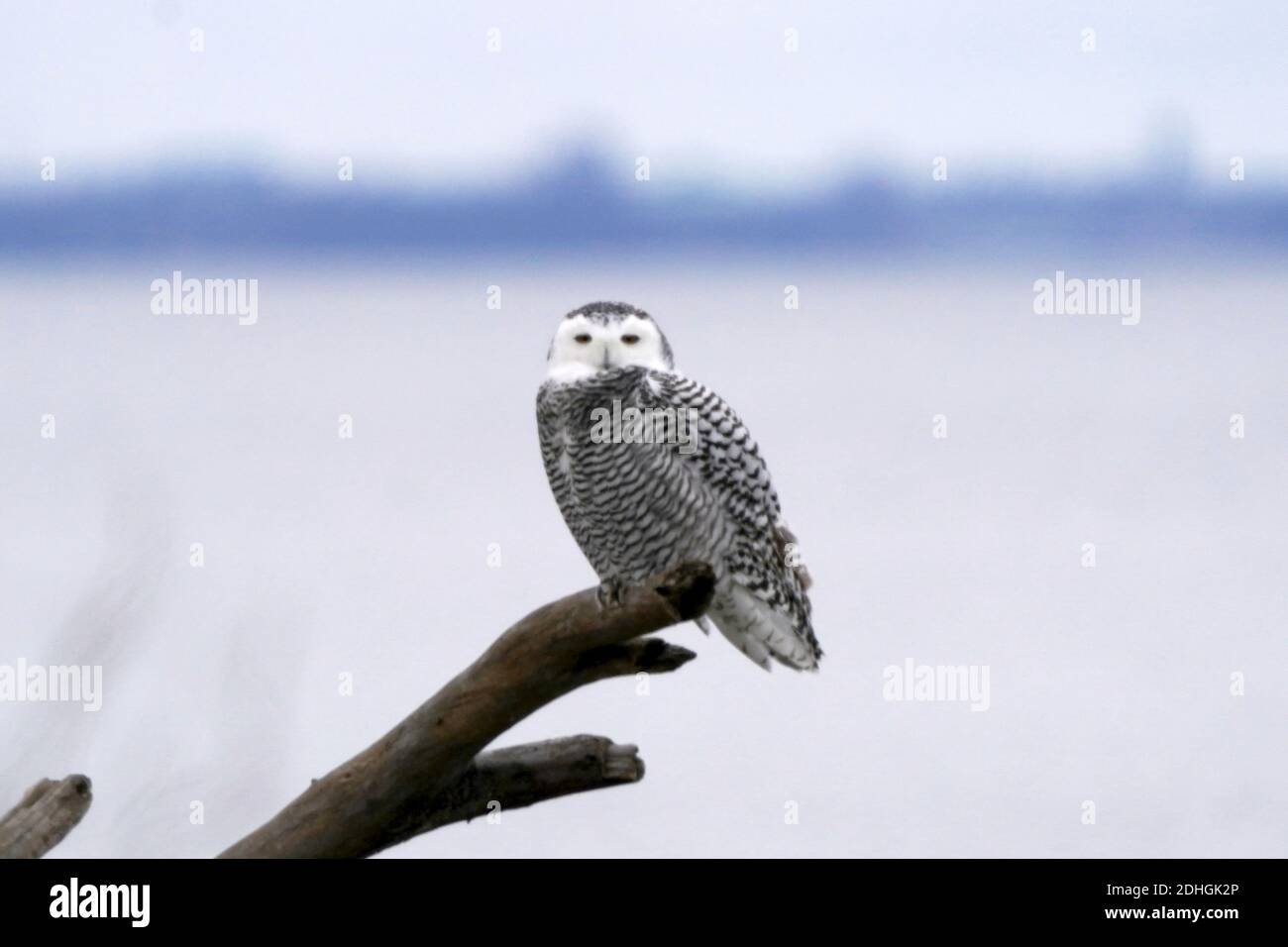 Species of owl native to arctic hi-res stock photography and images - Alamy