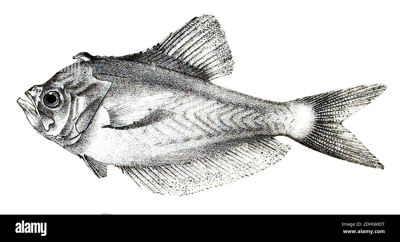 Male Kurtus Fish