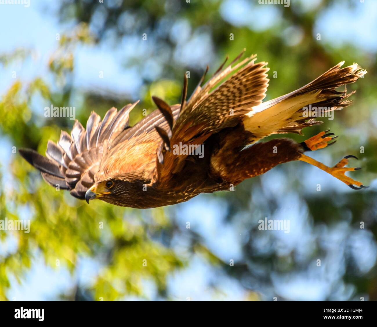 Hawk bird photos hi-res stock photography and images - Alamy