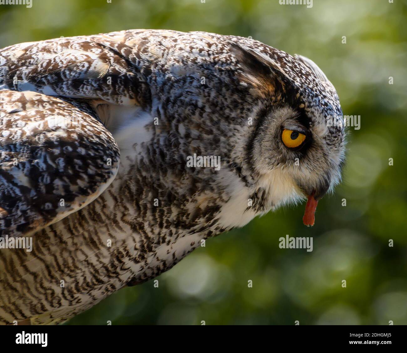 Spotted owls eating prey hi-res stock photography and images - Alamy