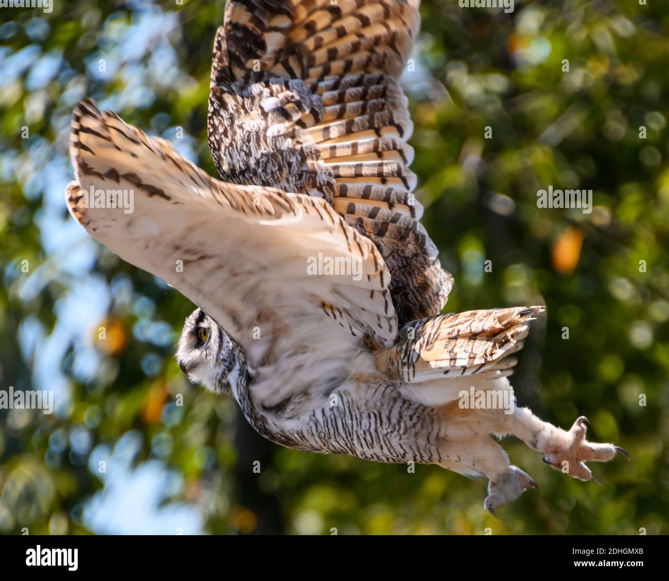 Beautiful horned owl flying. Blue sky and tree branches in the ...