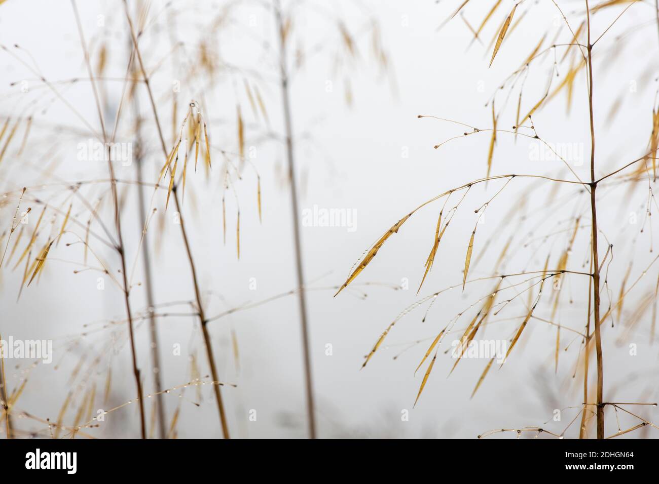 Stipa gigantea 'Gold Fontaene'. Golden oats. Giant feather grass in the ...