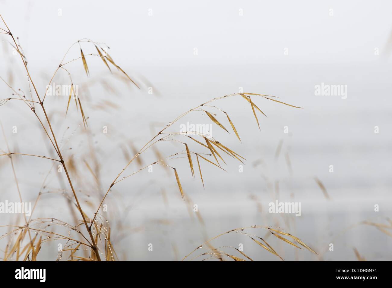 Stipa gigantea 'Gold Fontaene' . Golden oats. Giant feather grass in ...