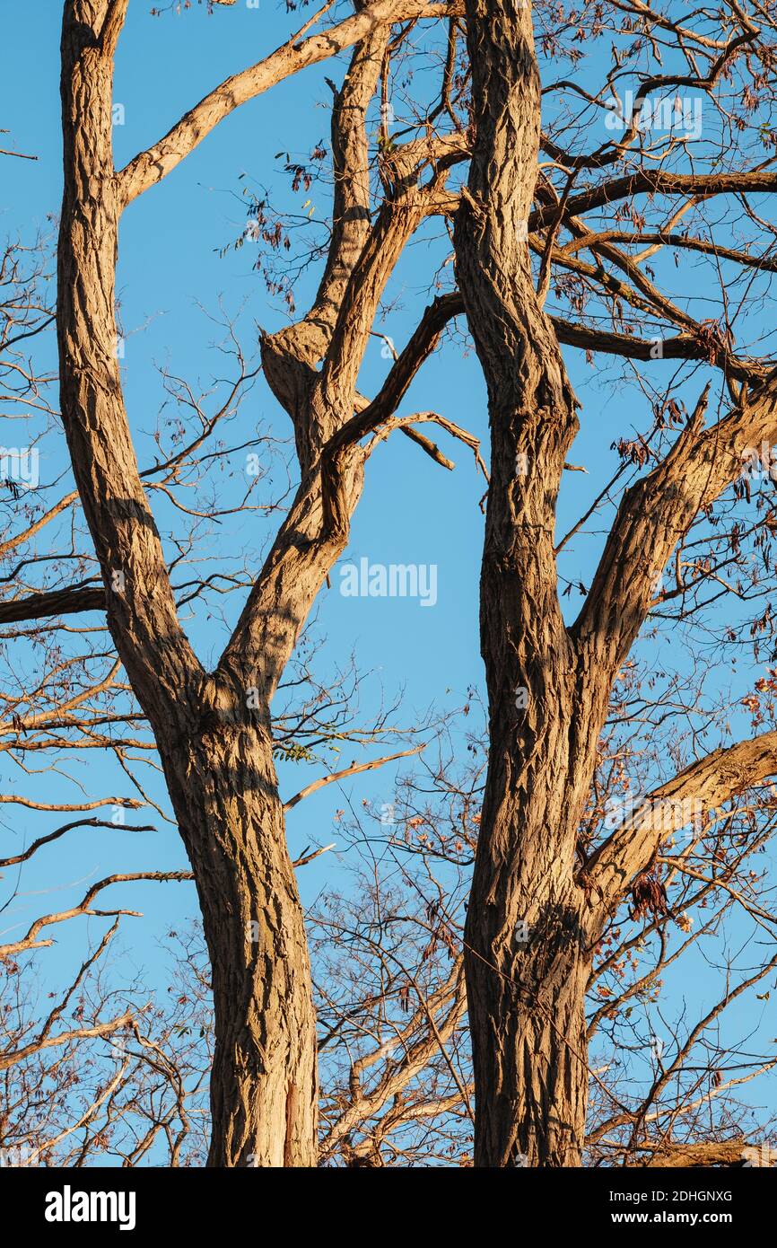 A vertical closeup of a withered tree in the outdoor Stock Photo - Alamy