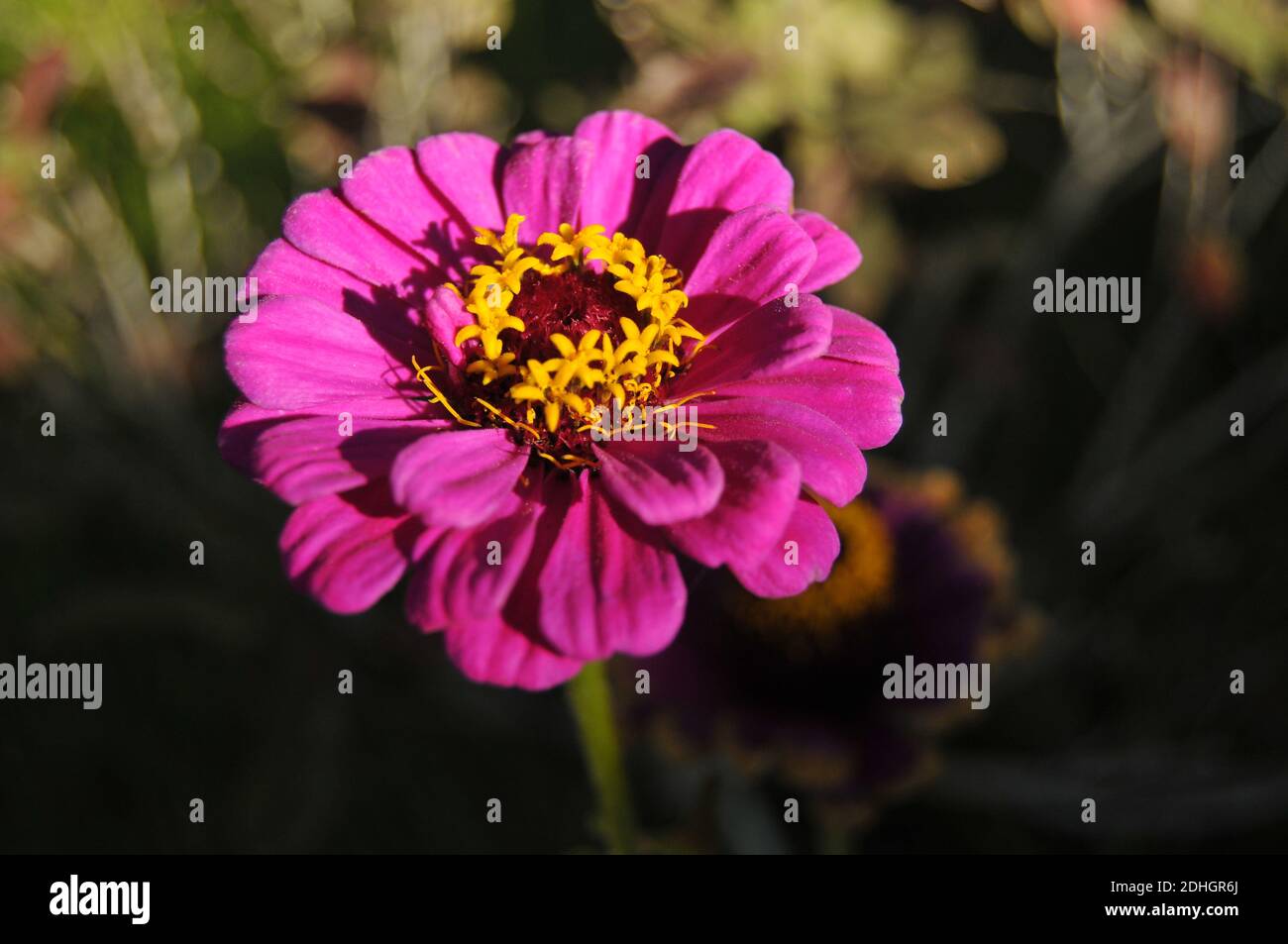 Flower patch hi-res stock photography and images - Alamy