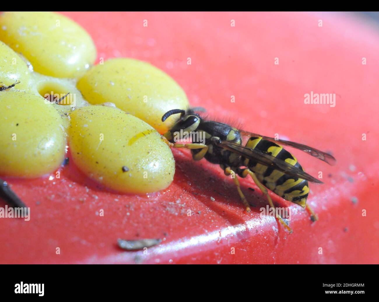 A close up photo taken of a wasp having a drink at a bird feeder Stock ...