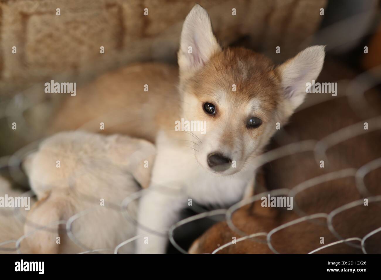 Sad homeless dog puppies are sitting in a cage in a shelter, they need ...