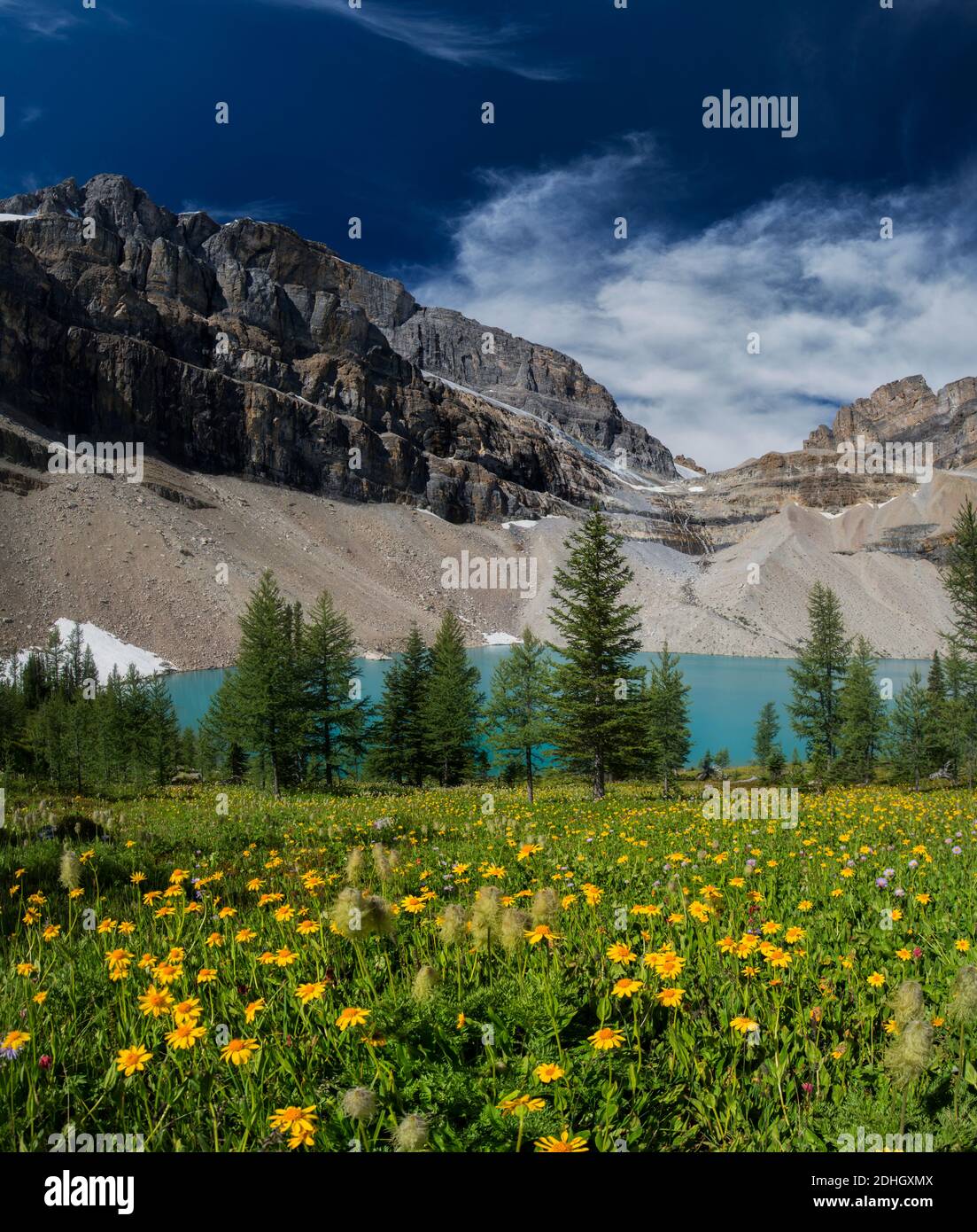 Wildflowers Blooming by the Skoki Mountain Approach Trail in Summer ...