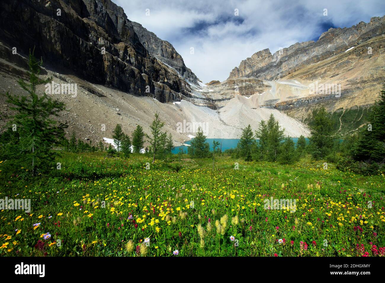 Wildflowers Blooming by the Skoki Mountain Approach Trail in Summer ...