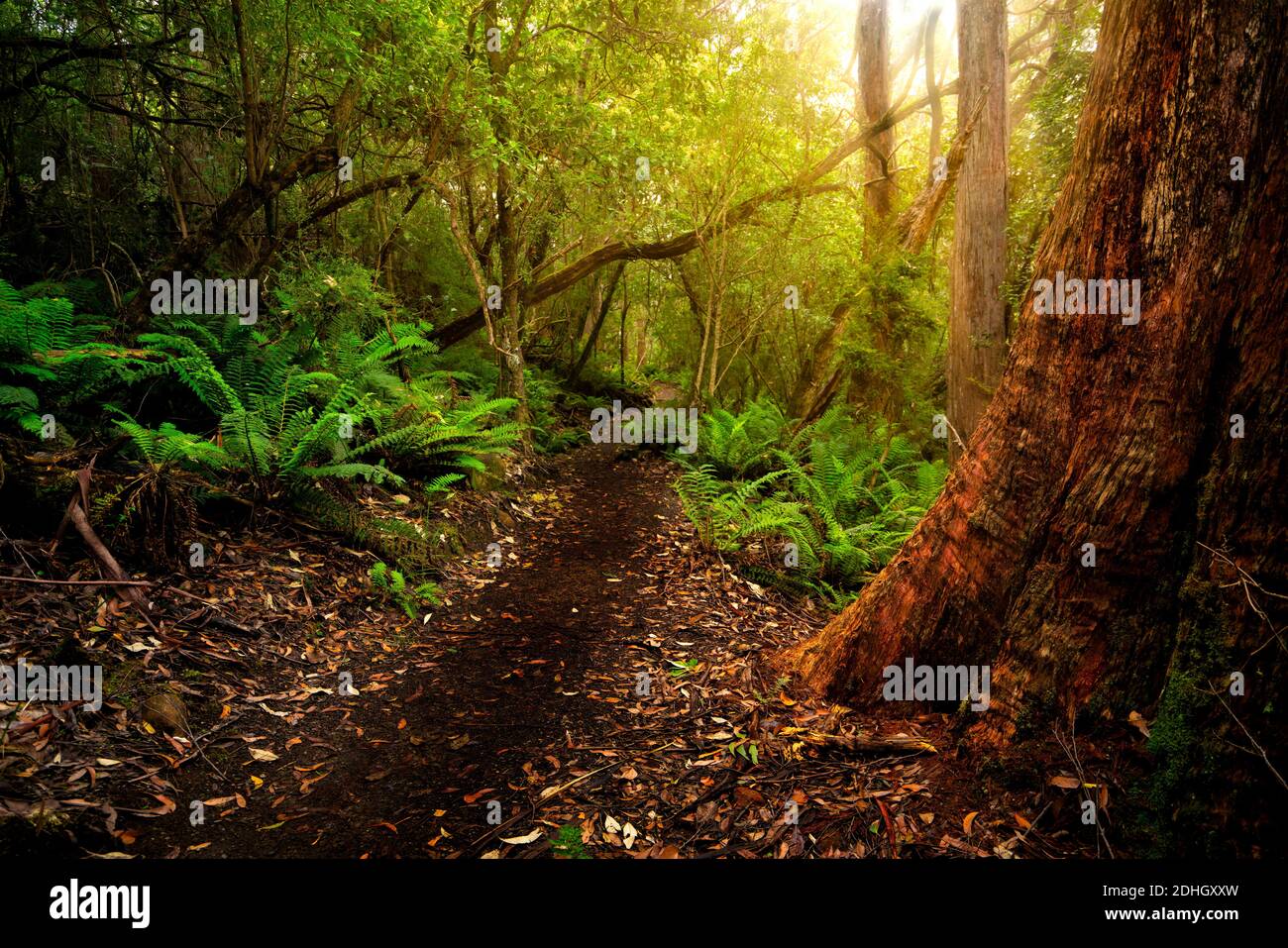 Lumber amazon rainforest hi-res stock photography and images - Alamy