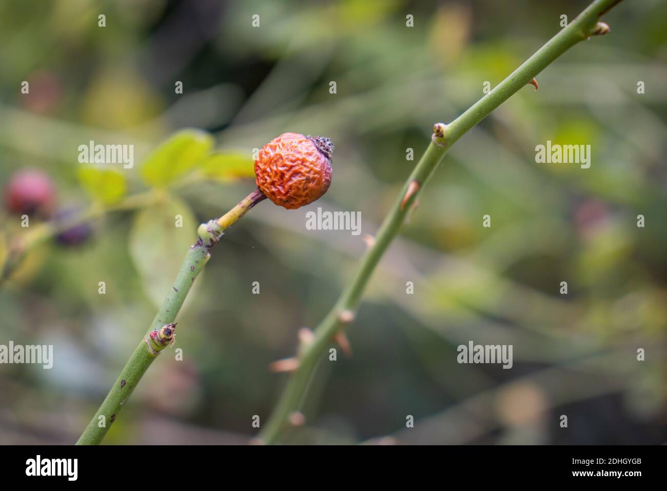 Dried red berry in the forest Stock Photo - Alamy