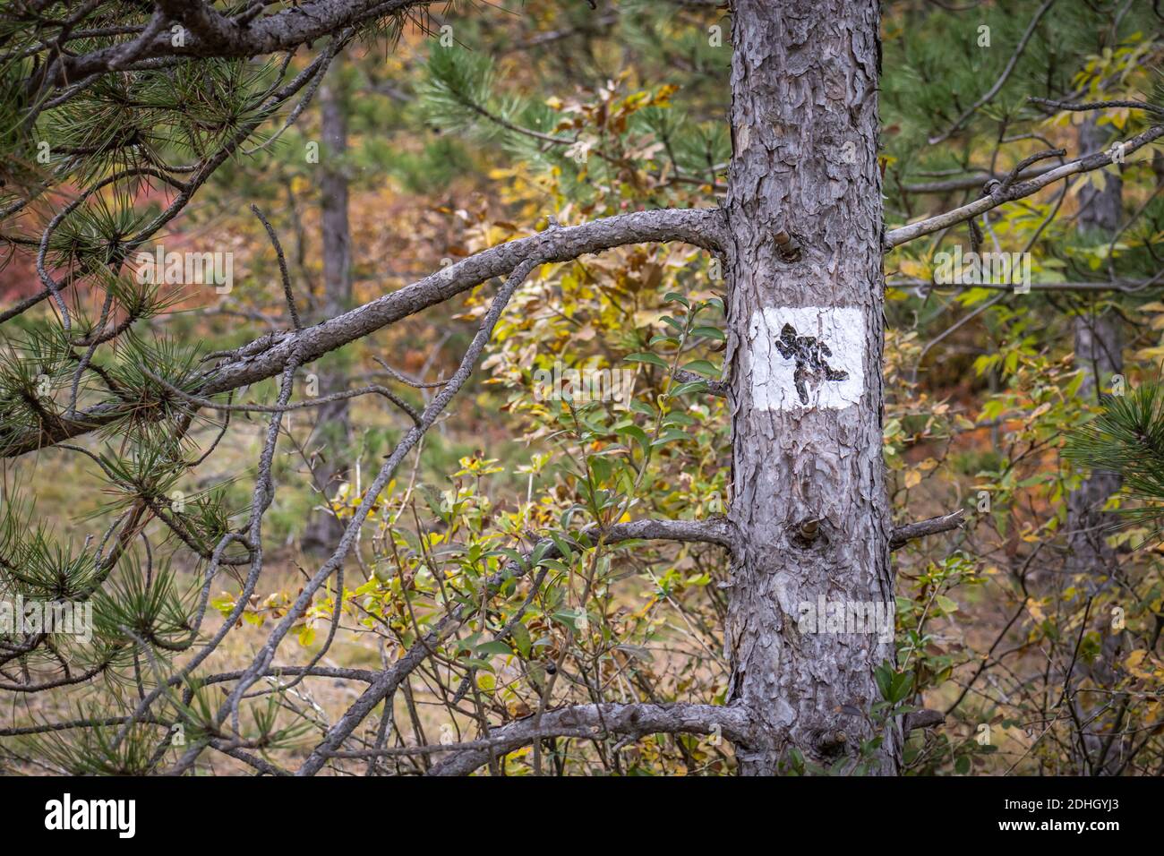 Hiking route sign on a tree in the forest of Vonyarcvashegy, Hungary ...