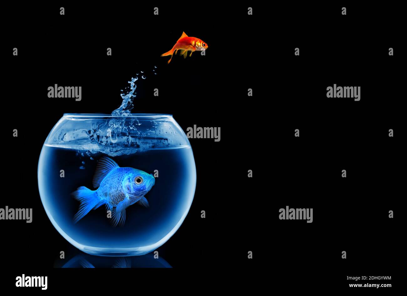 Gold fish jumping out of fish bowl hi-res stock photography and images ...