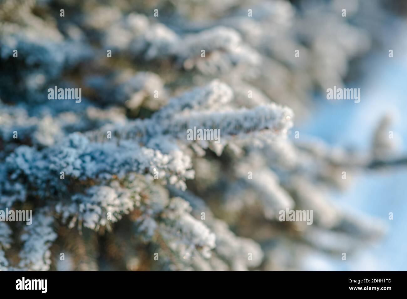 Branches of blue spruce is covered with snow. Beautiful Christmas tree ...