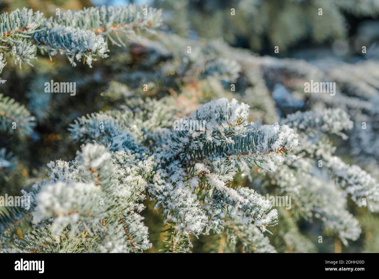 Branches of blue spruce is covered with snow. Background Stock Photo ...