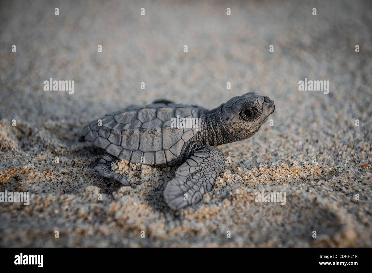 Baby turtle release Stock Photo - Alamy