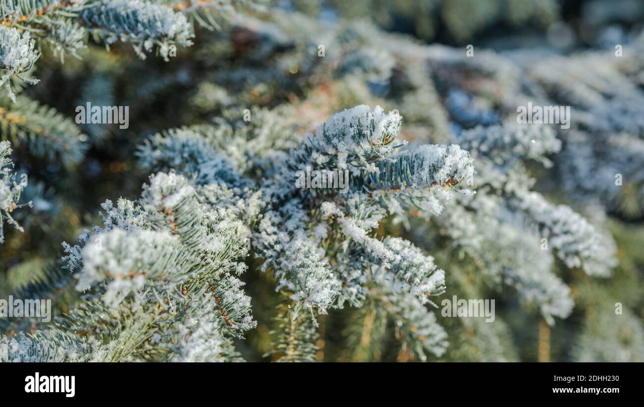 Branches of blue spruce is covered with snow. Background Stock Photo ...