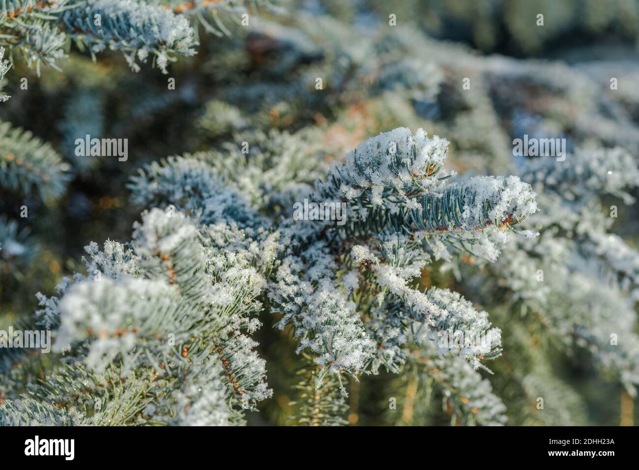 Branches of blue spruce is covered with snow. Background Stock Photo ...