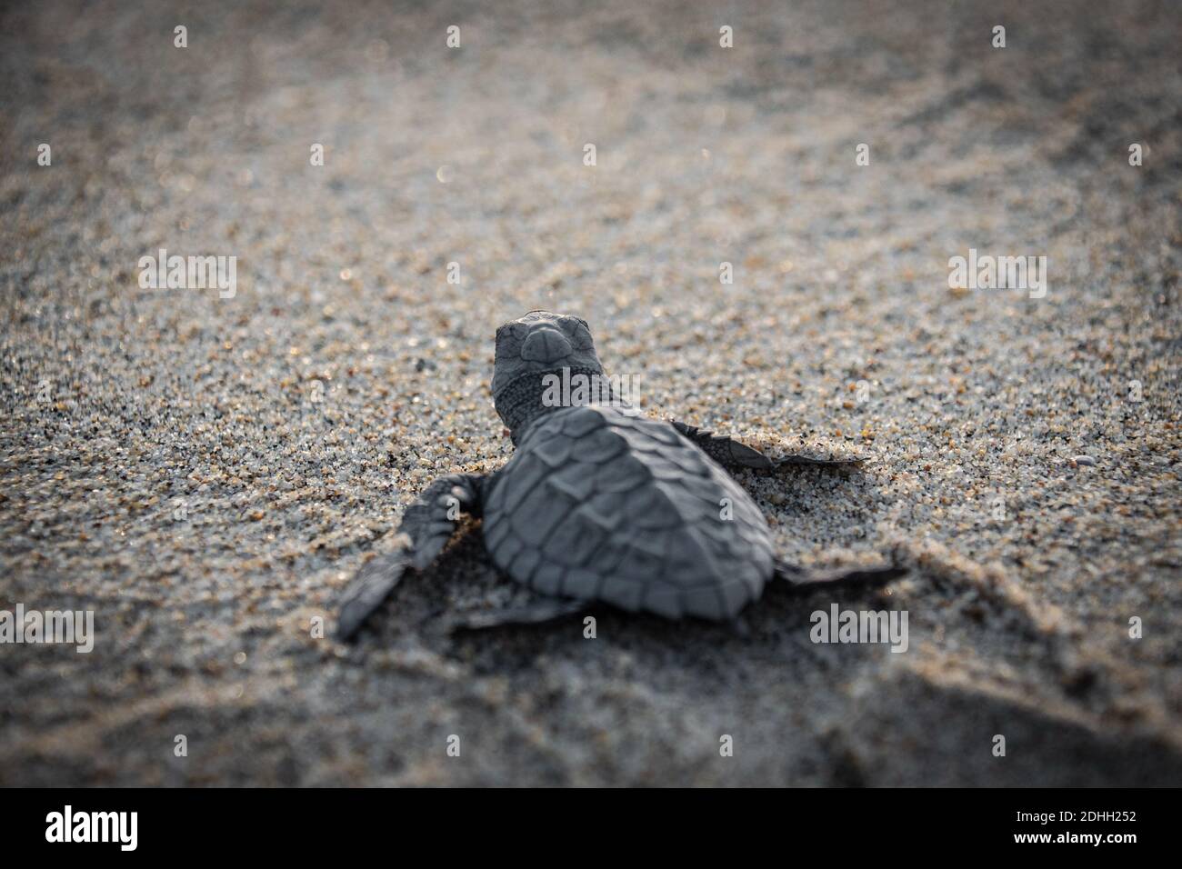 Baby turtle release Stock Photo - Alamy