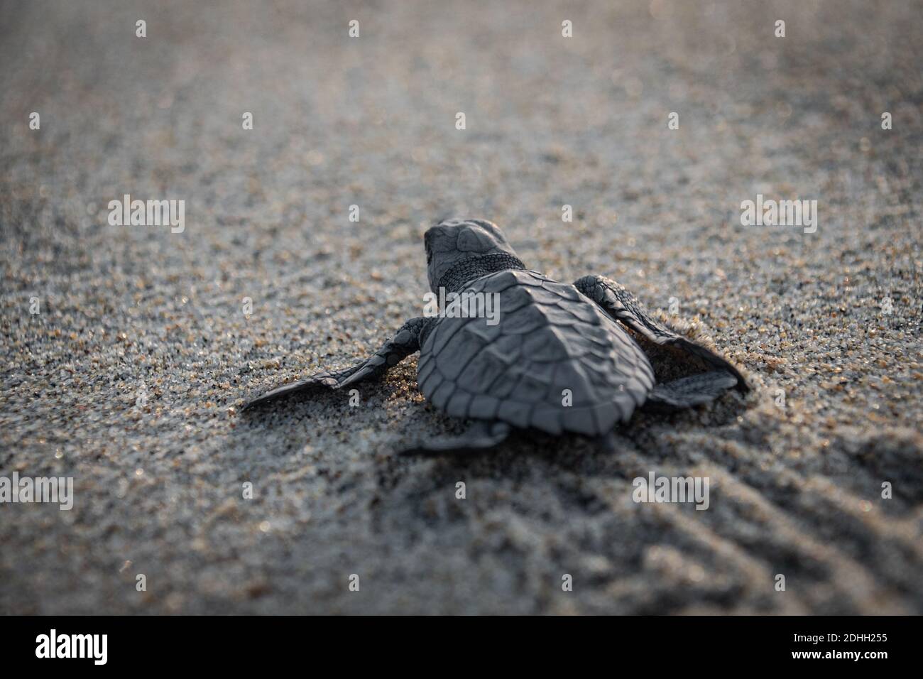 Baby turtle release Stock Photo - Alamy