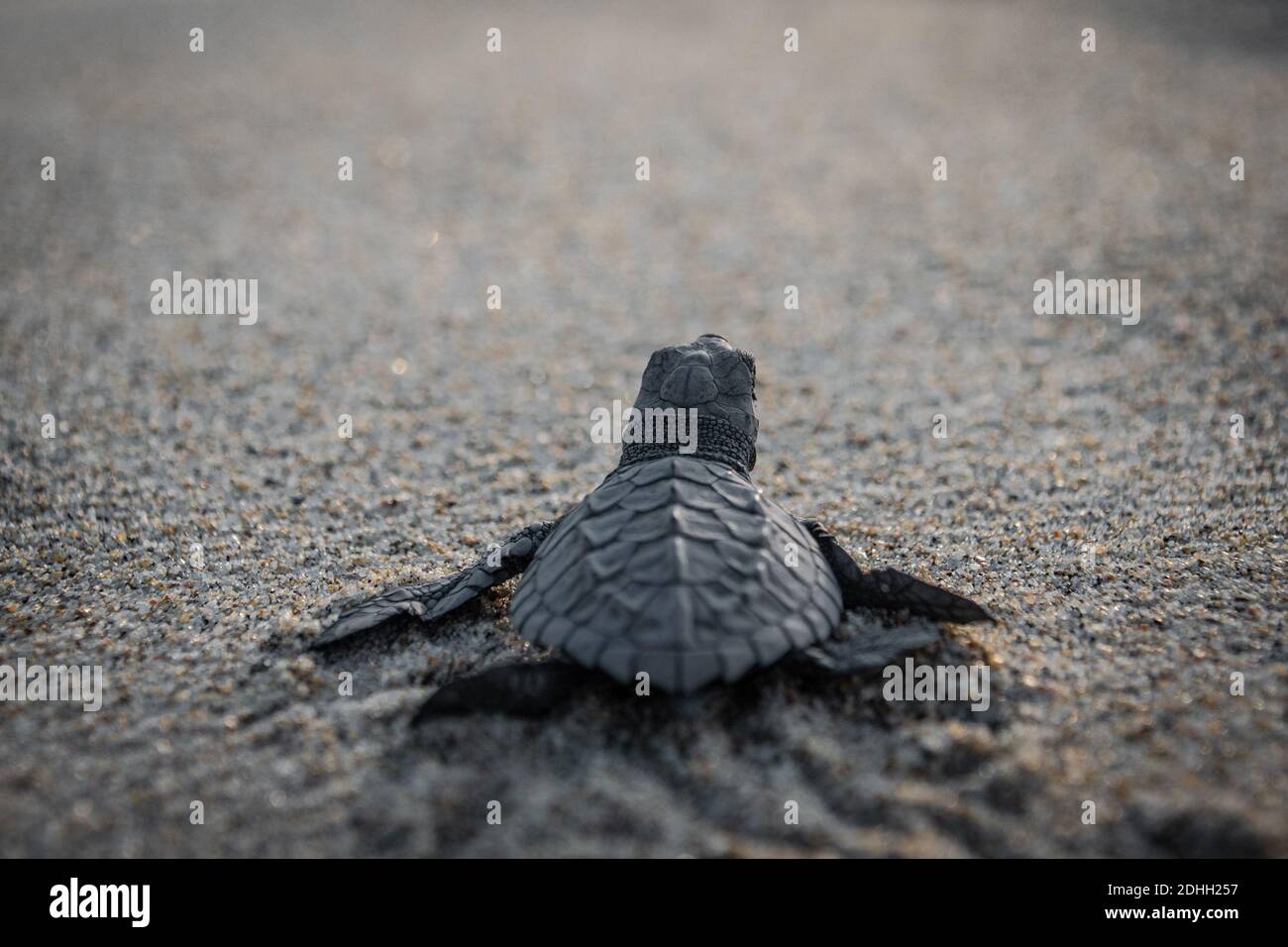 Baby turtle release Stock Photo - Alamy
