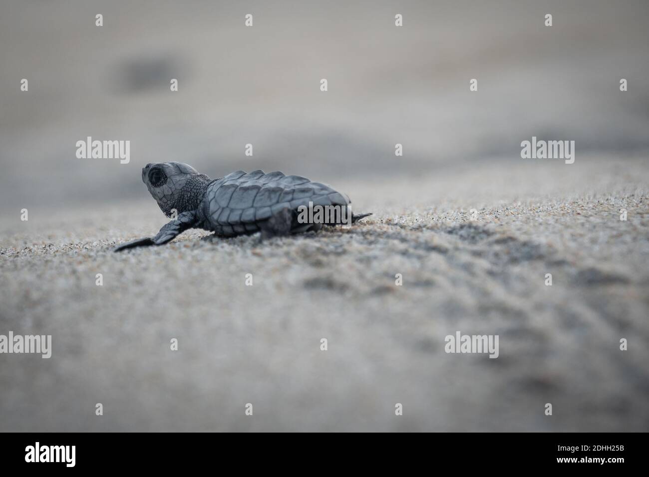 Baby turtle release Stock Photo - Alamy