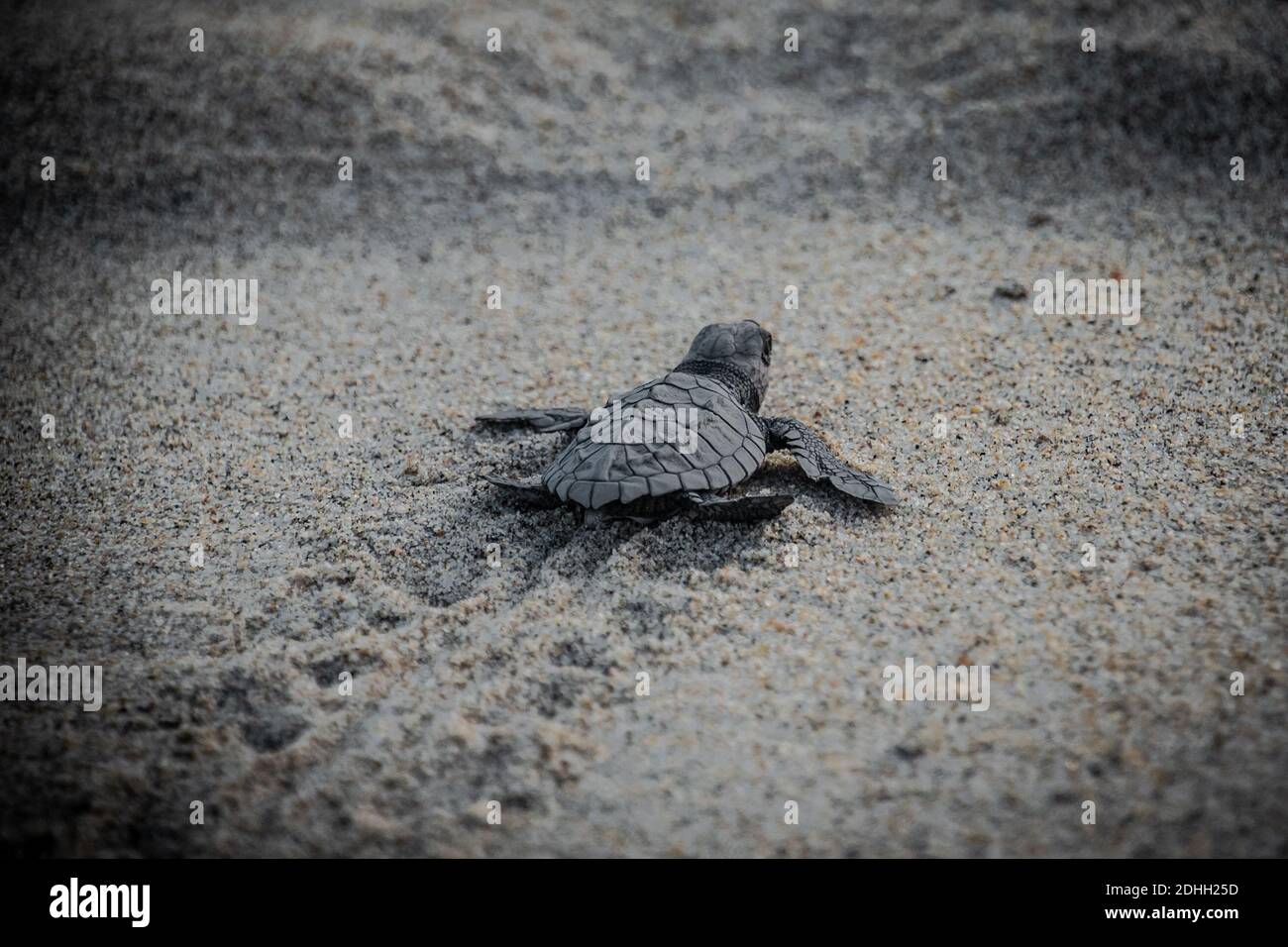 Baby turtle release Stock Photo - Alamy