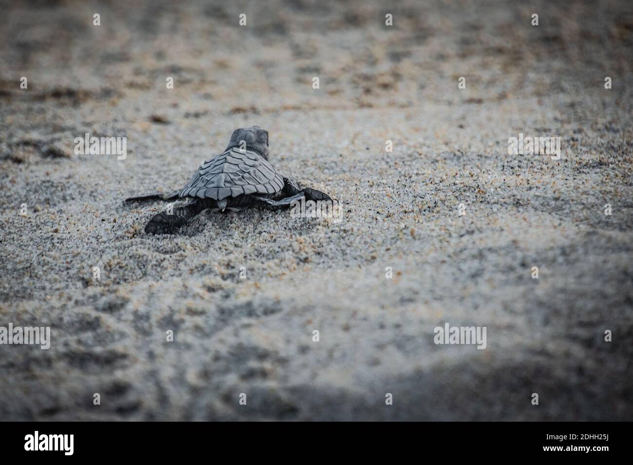 Baby turtle release Stock Photo - Alamy