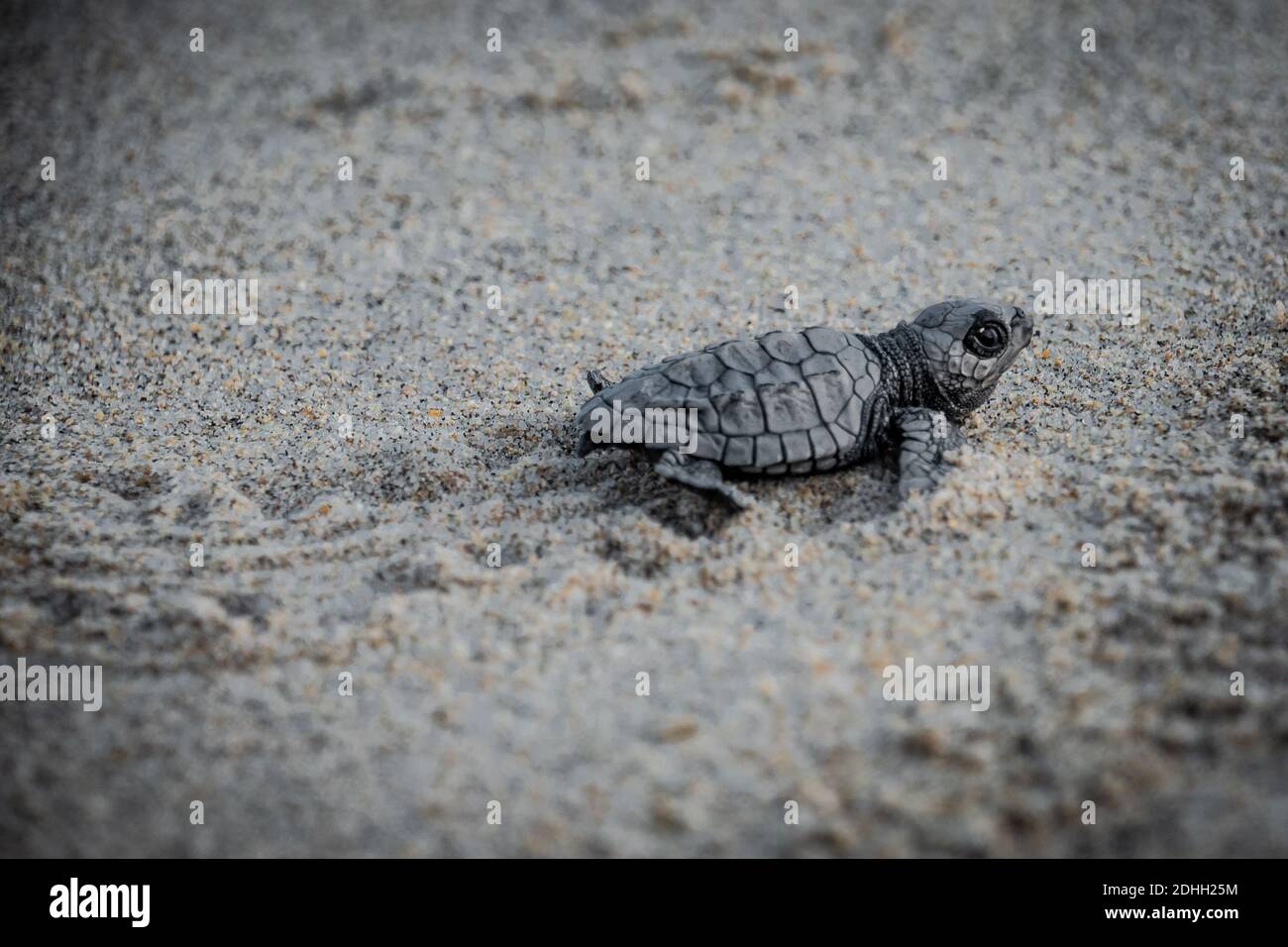 Baby turtle release Stock Photo - Alamy