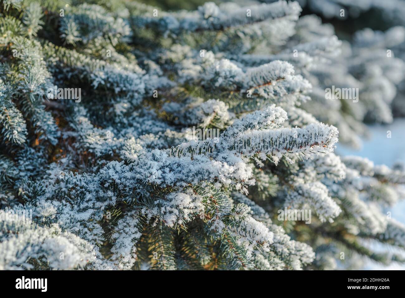Branches of blue spruce is covered with snow. Background Stock Photo ...